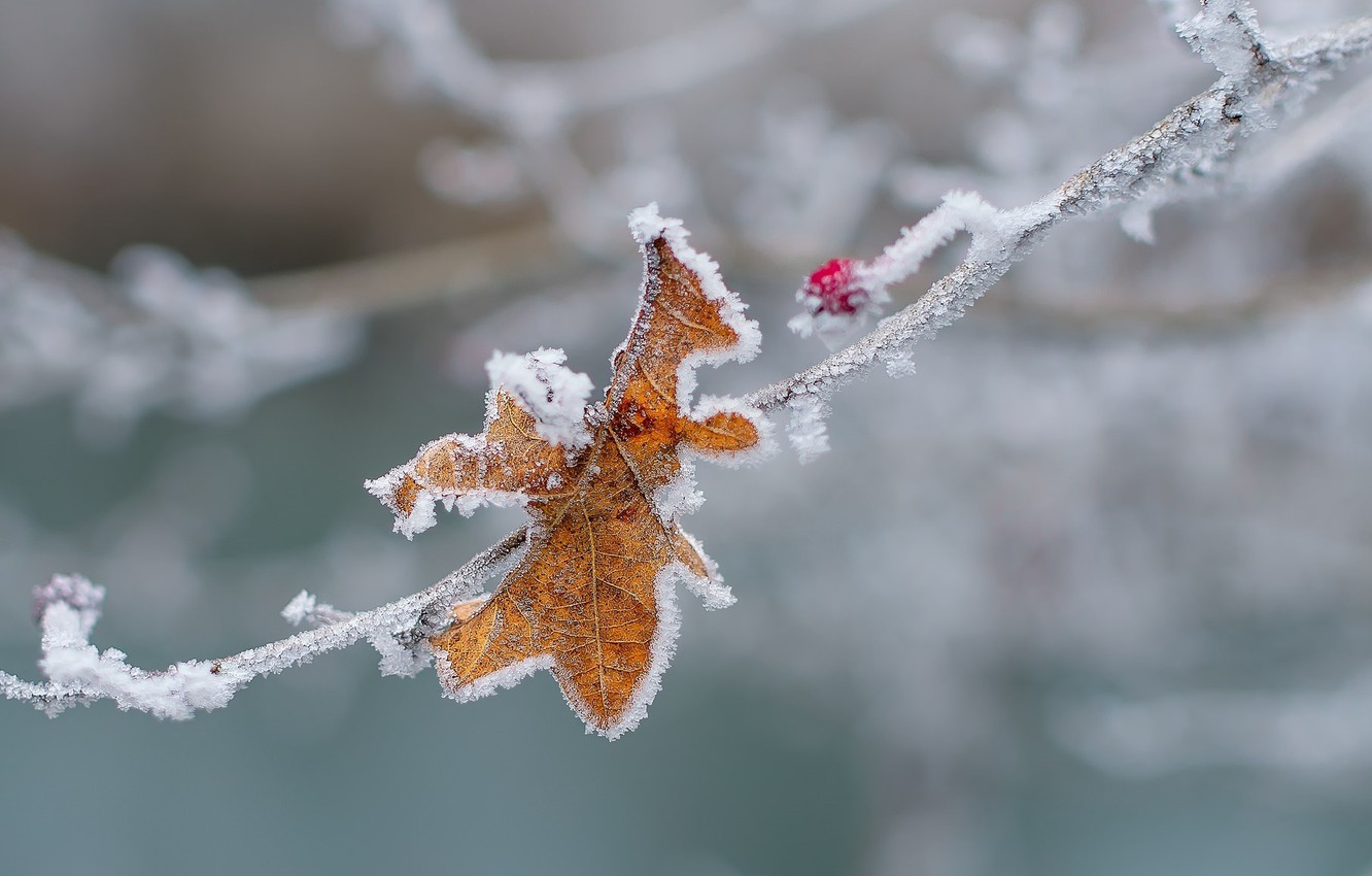Winter Macro Wallpapers - Wallpaper Cave