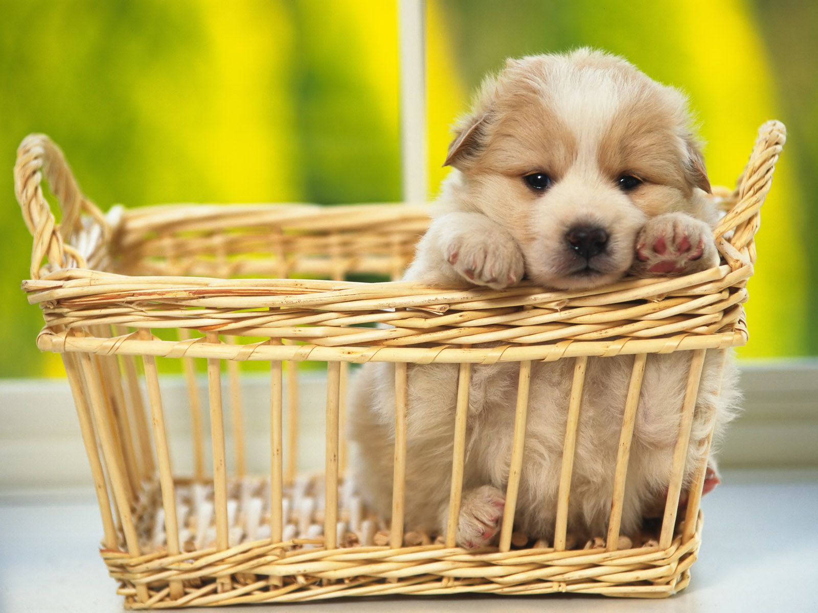 Chubby Puppies Wallpapers - Wallpaper Cave