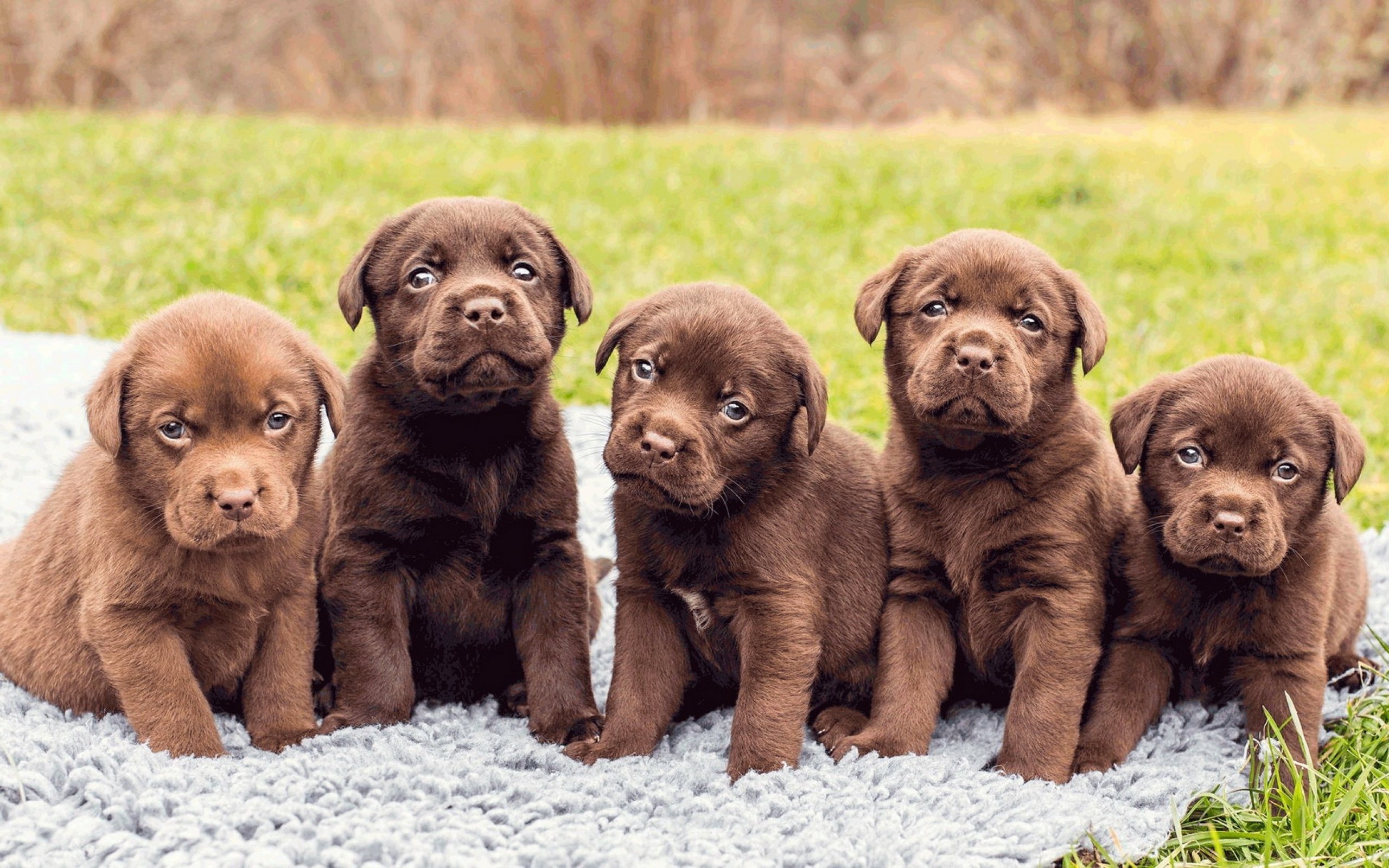 Chubby Puppies Wallpapers - Wallpaper Cave
