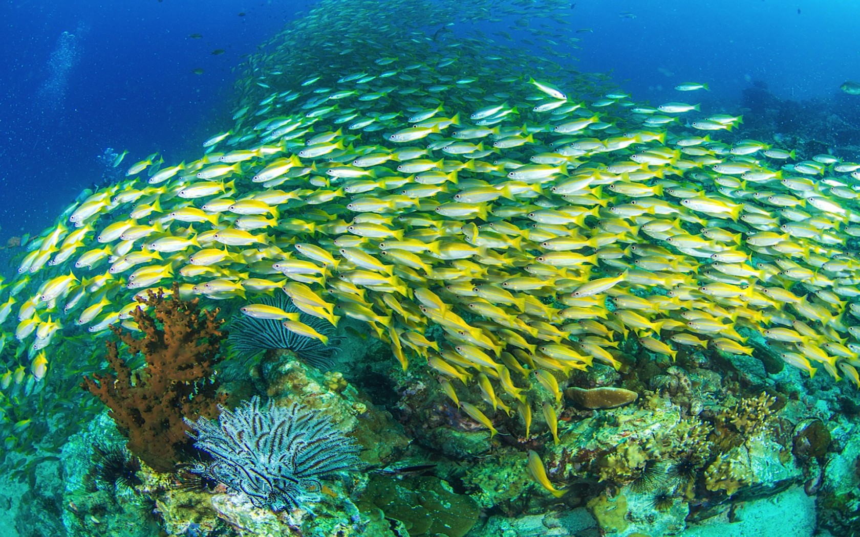 Snapper Wallpapers - Wallpaper Cave