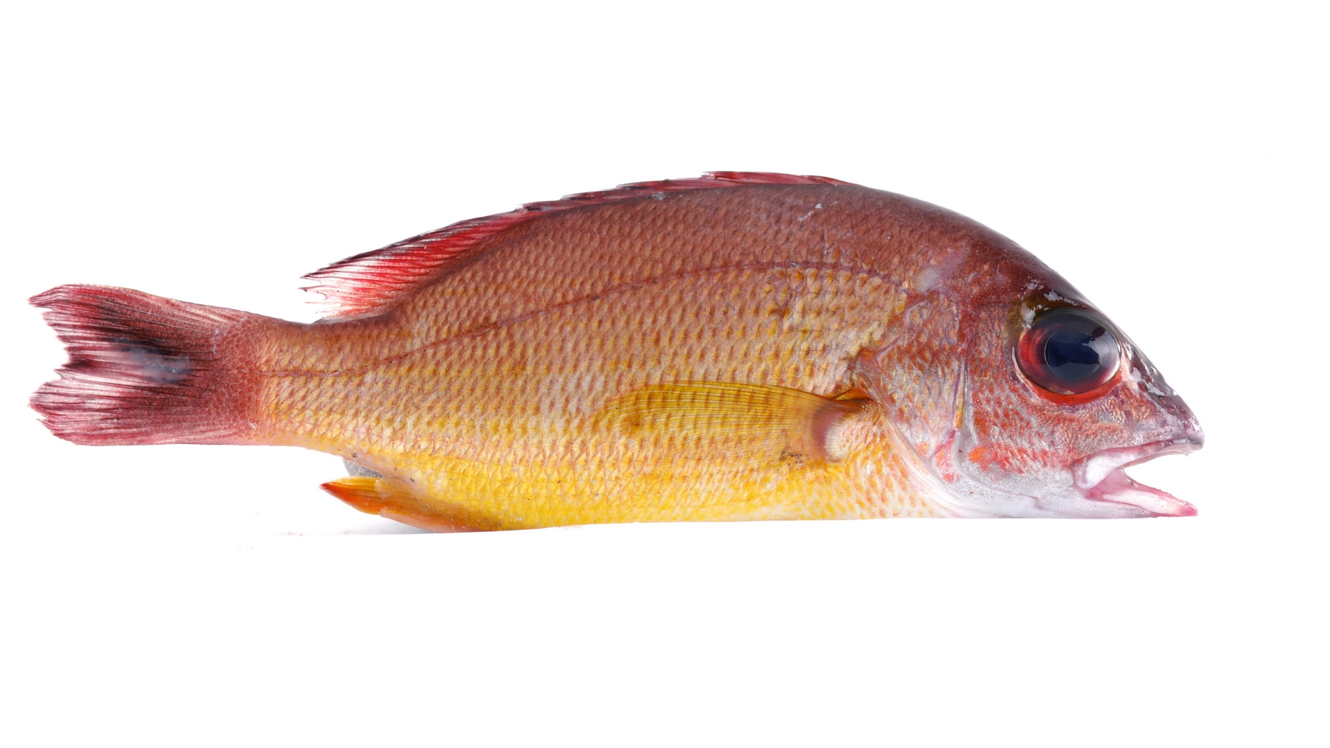 Snapper Wallpapers - Wallpaper Cave