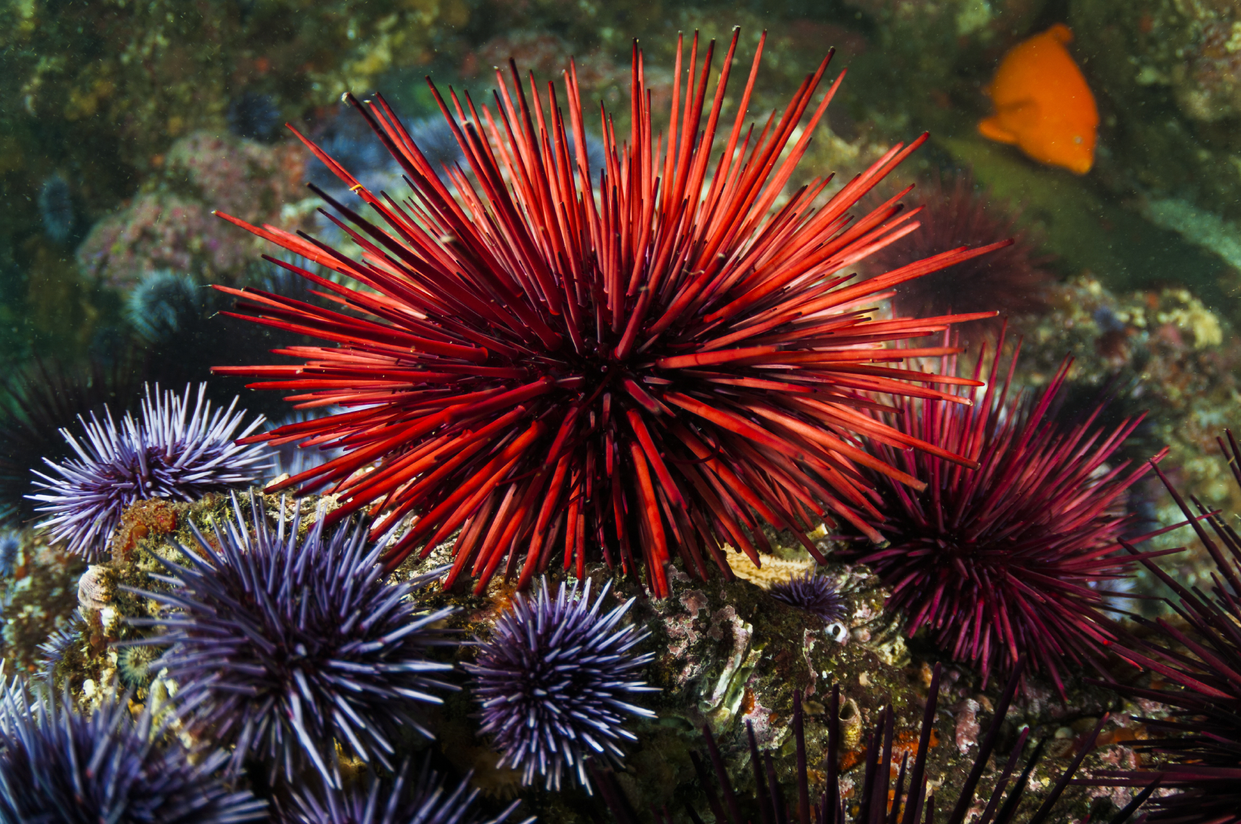 Sea Urchin Wallpapers - Wallpaper Cave