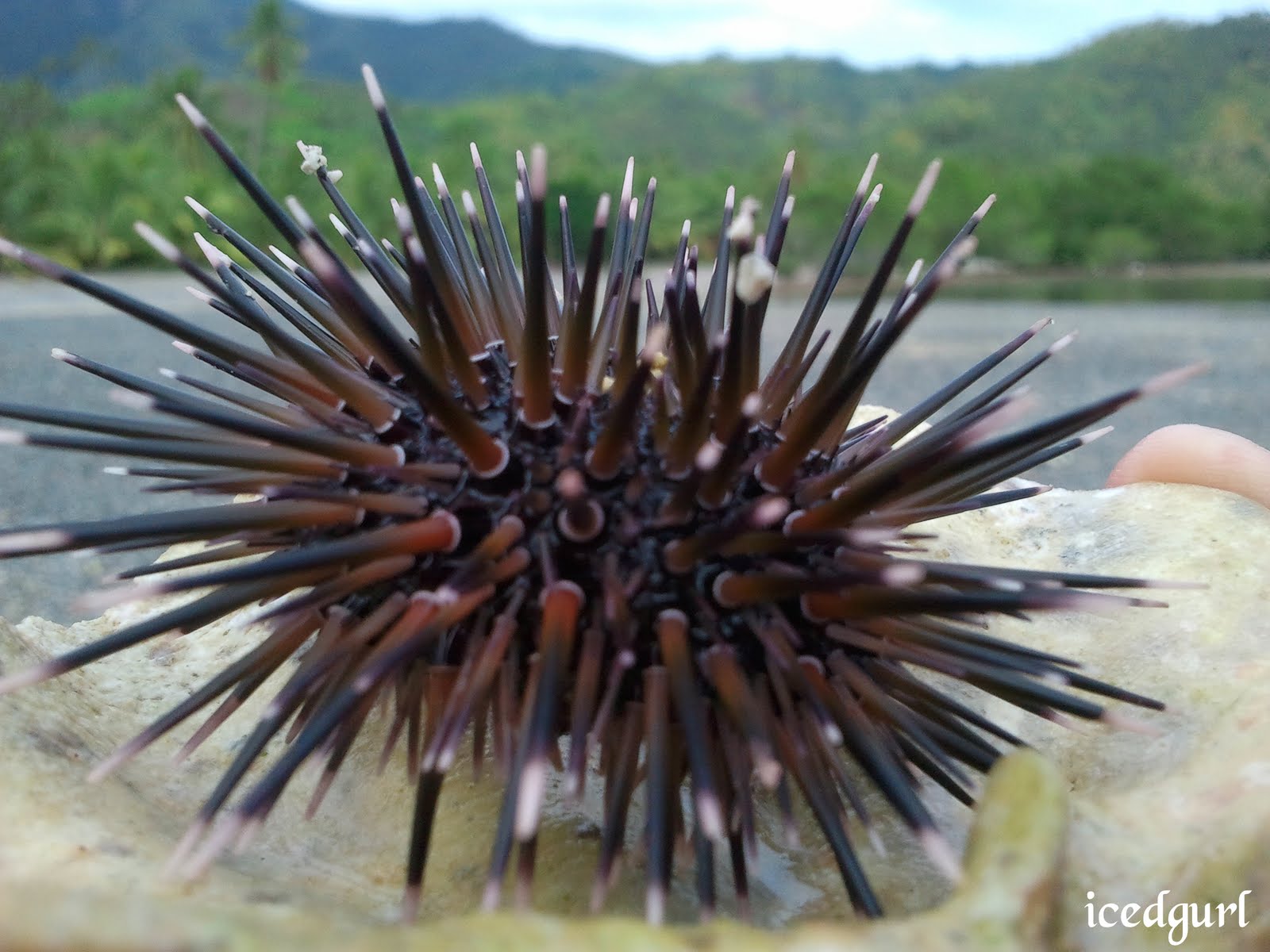 Sea Urchin Wallpapers - Wallpaper Cave