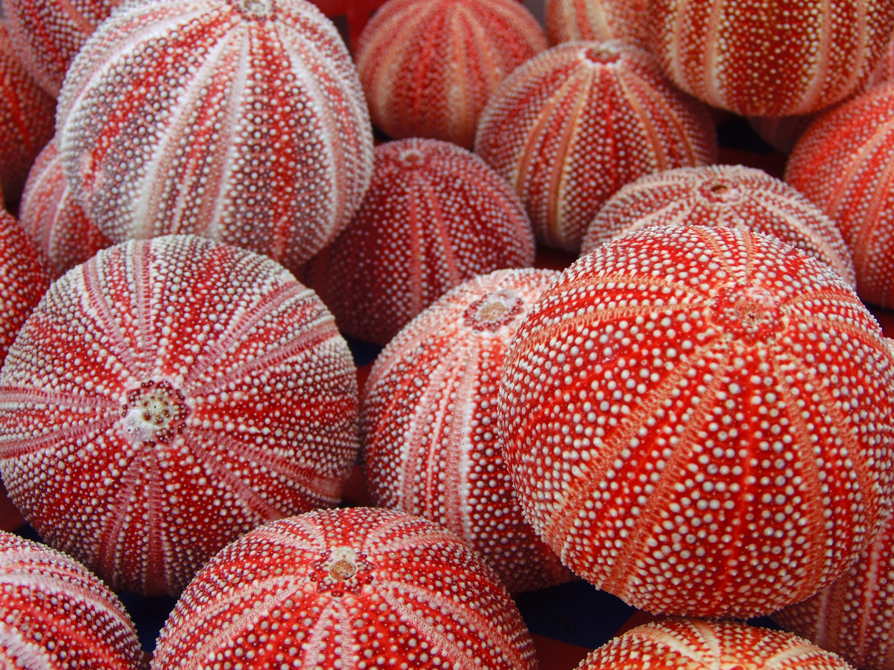 Sea Urchin Wallpapers - Wallpaper Cave