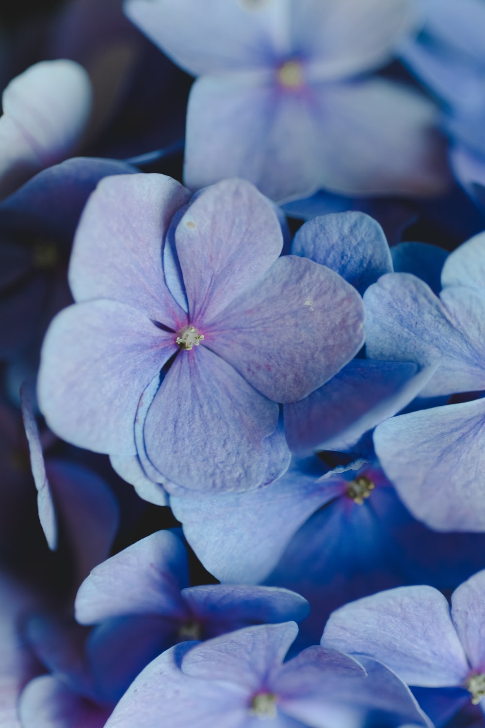 Light Blue Flower Wallpapers - Wallpaper Cave