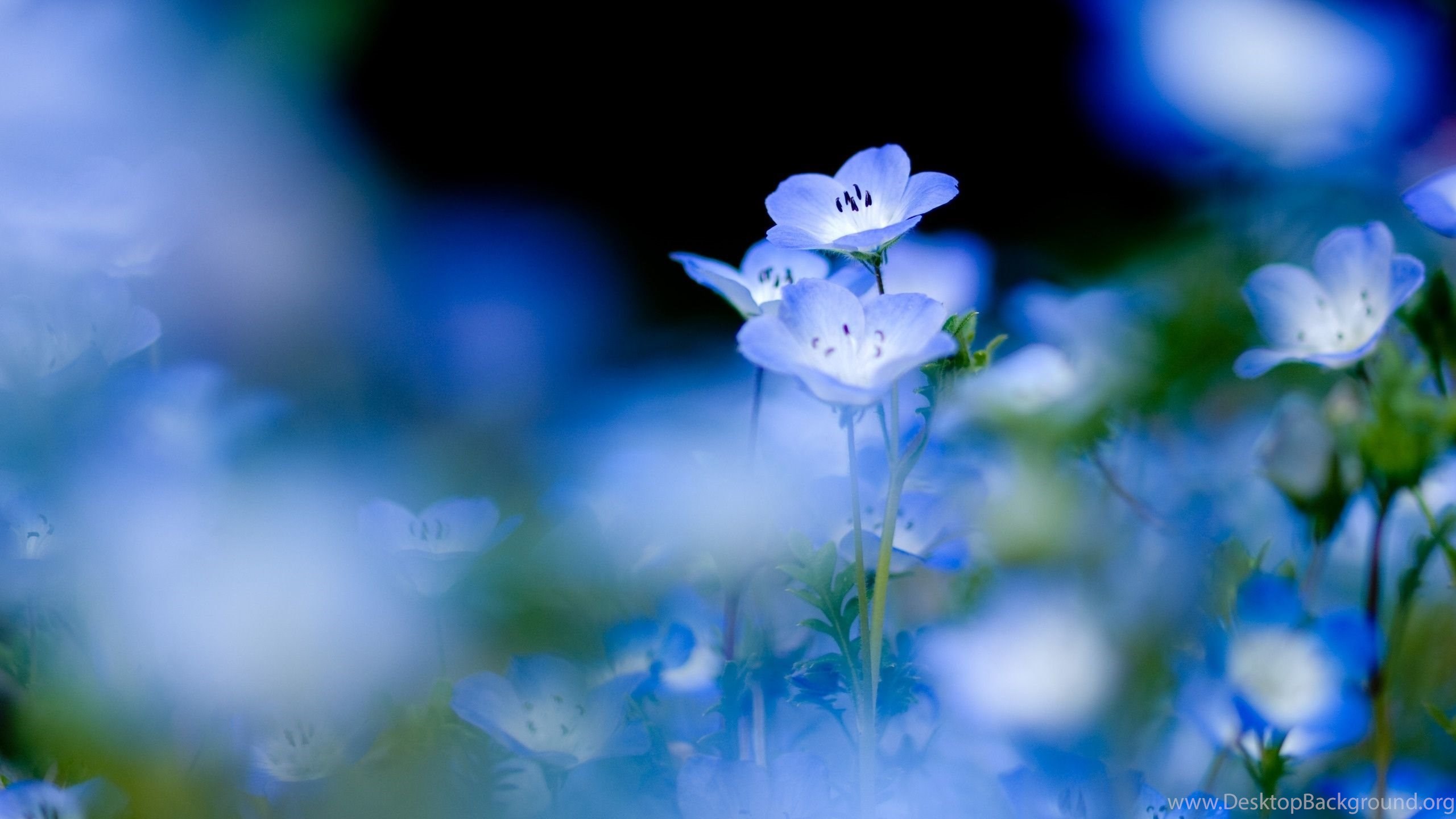 Light Blue Flowers Wallpapers - Wallpaper Cave