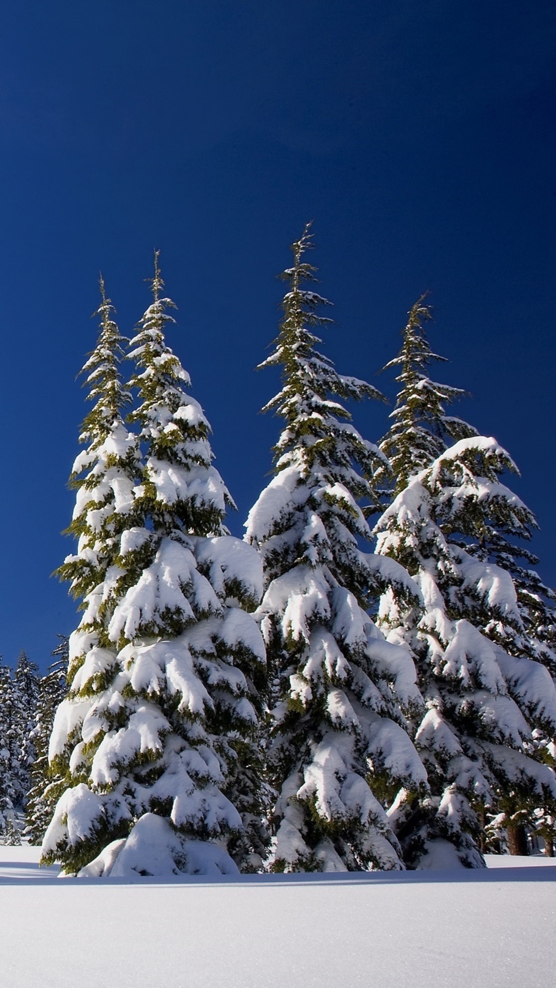 Winter Pines Wallpapers - Wallpaper Cave