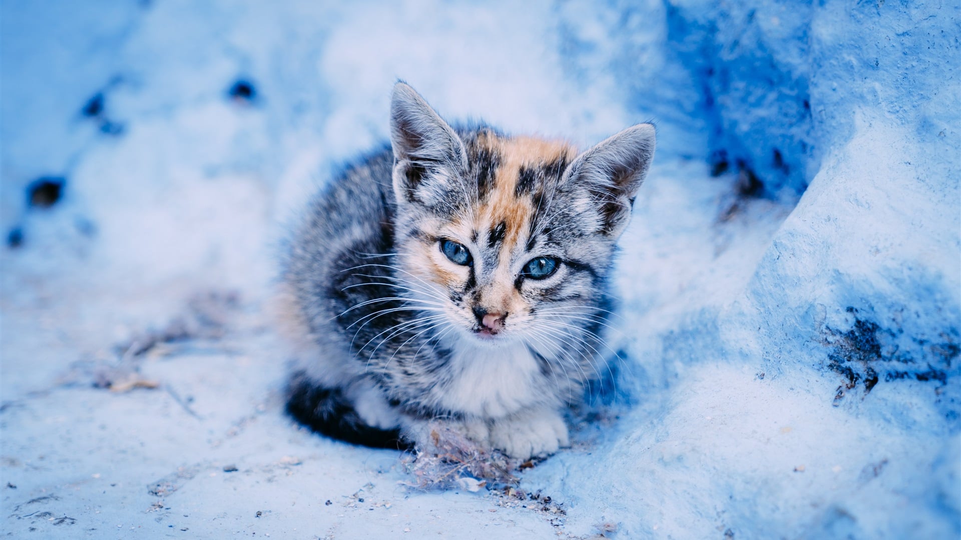Cute Winter Cat Wallpapers - Wallpaper Cave