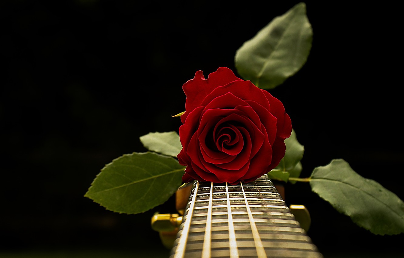 Guitar And Roses Wallpapers - Wallpaper Cave
