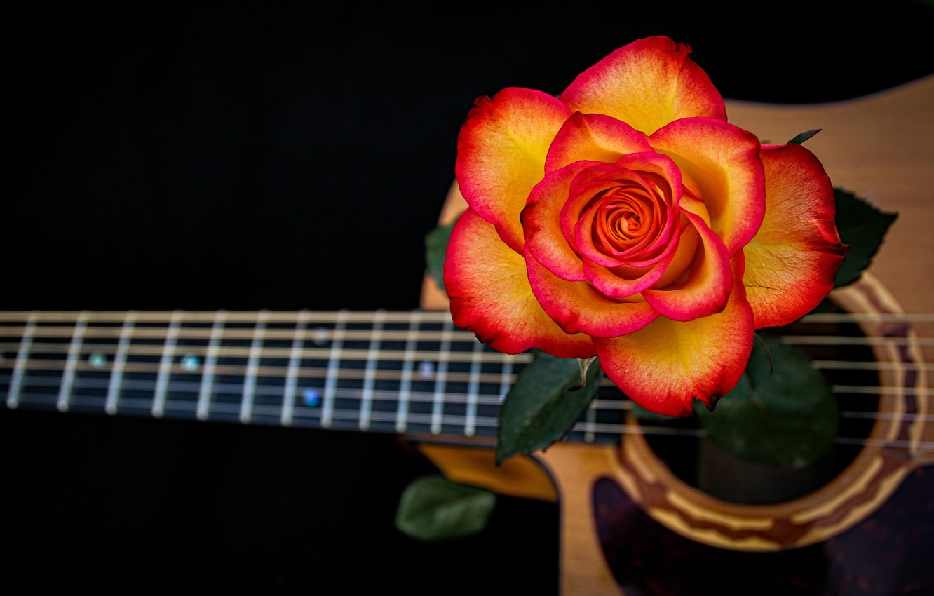 Guitar And Roses Wallpapers - Wallpaper Cave