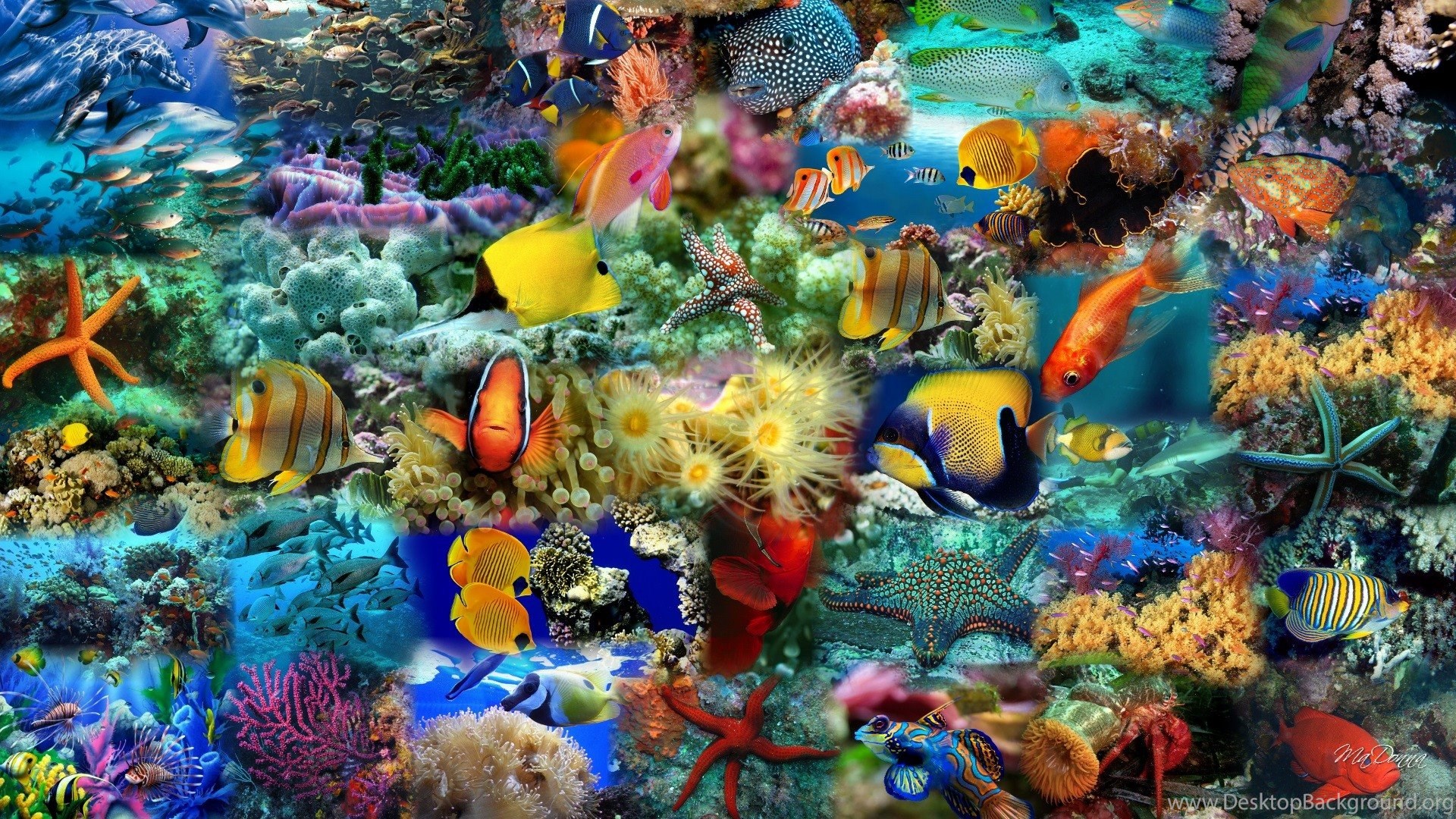 Colourful Fish Wallpapers - Wallpaper Cave