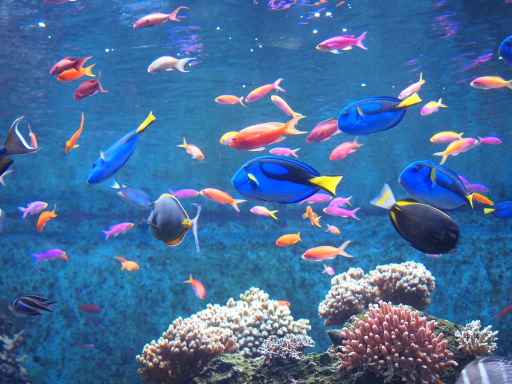 Colourful Fish Wallpapers - Wallpaper Cave