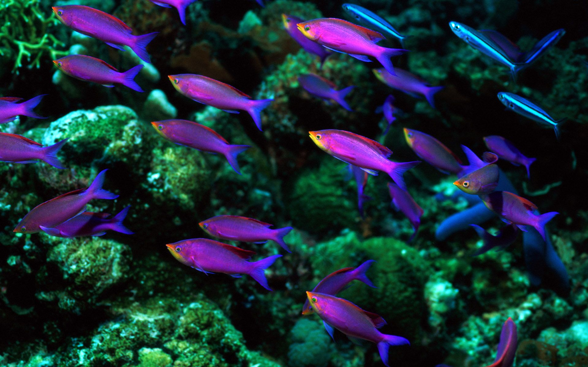 Colourful Fish Wallpapers - Wallpaper Cave