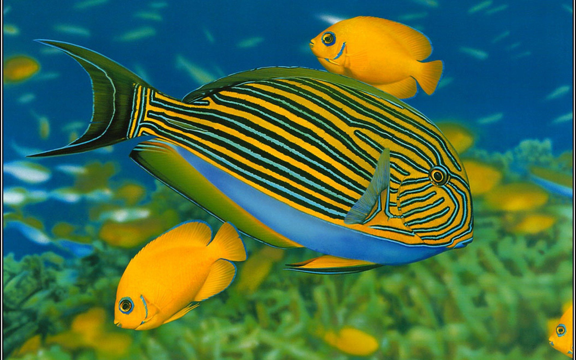 Colourful Fish Wallpapers - Wallpaper Cave