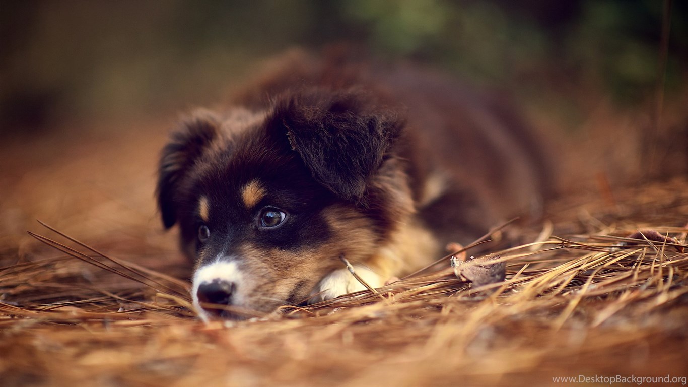 Mini Aussie Wallpapers - Wallpaper Cave