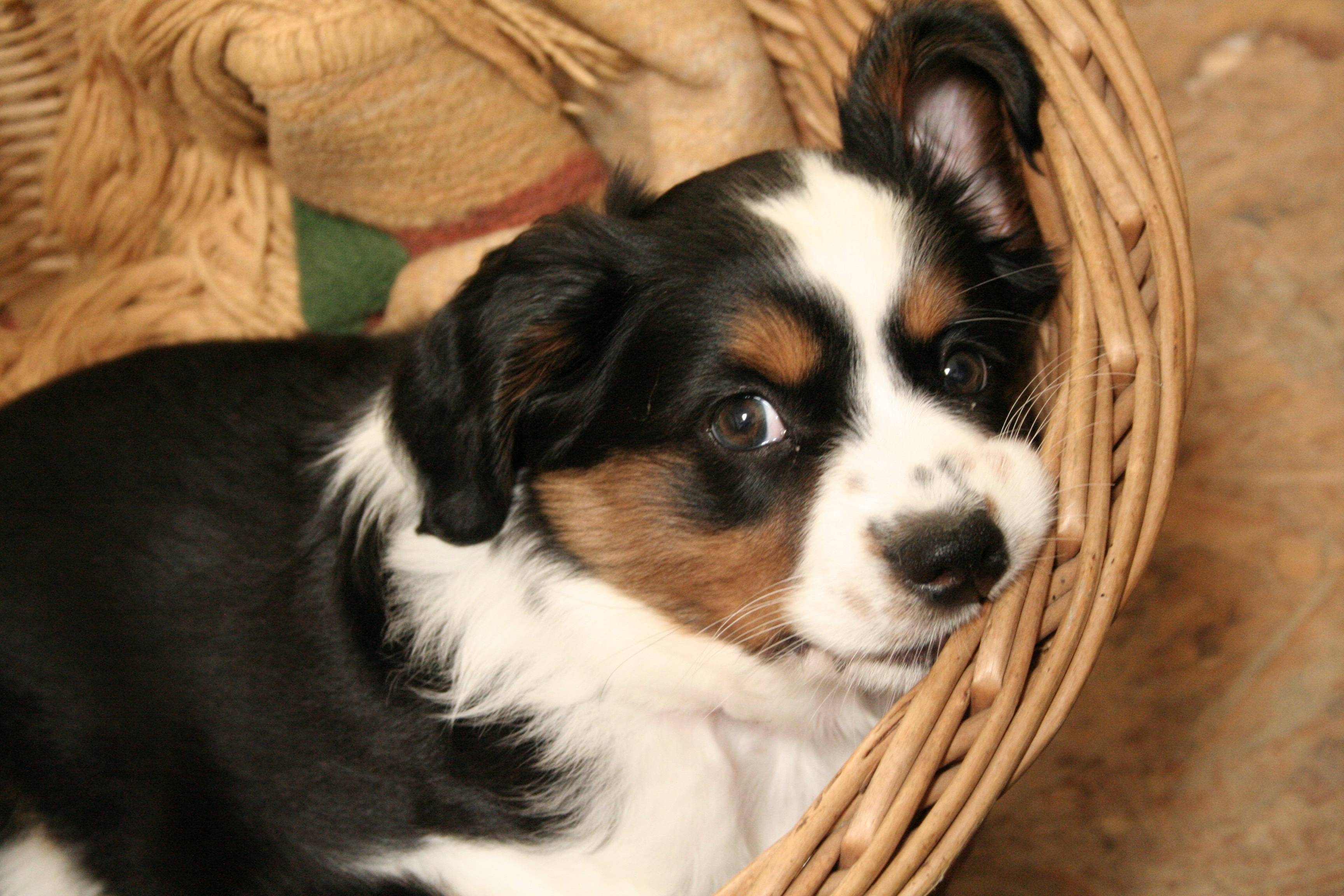 Mini Aussie Wallpapers - Wallpaper Cave