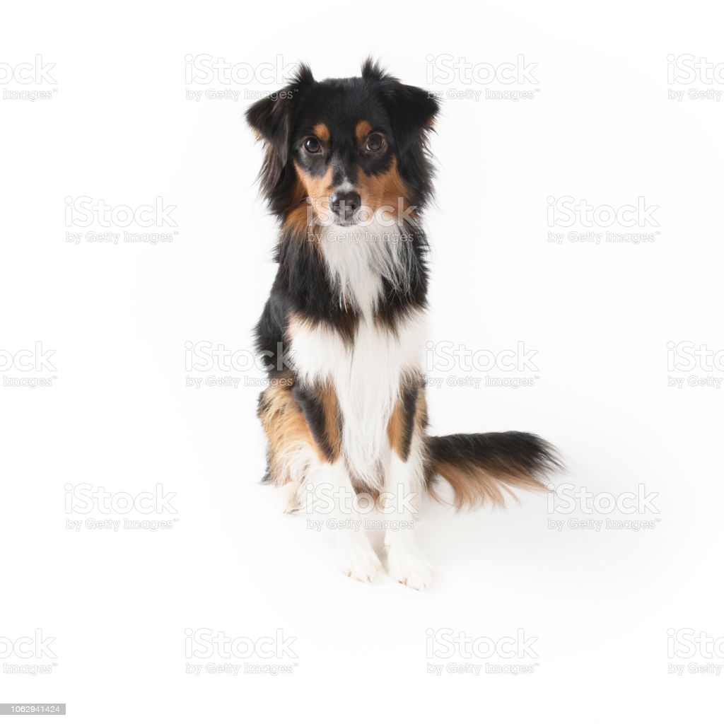 Mini Aussie Wallpapers - Wallpaper Cave