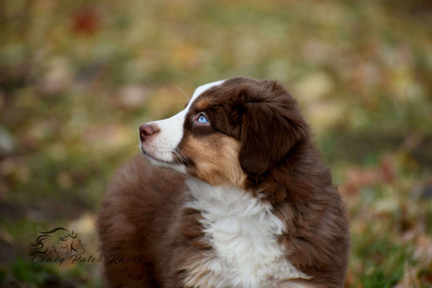 Mini Aussie Wallpapers - Wallpaper Cave