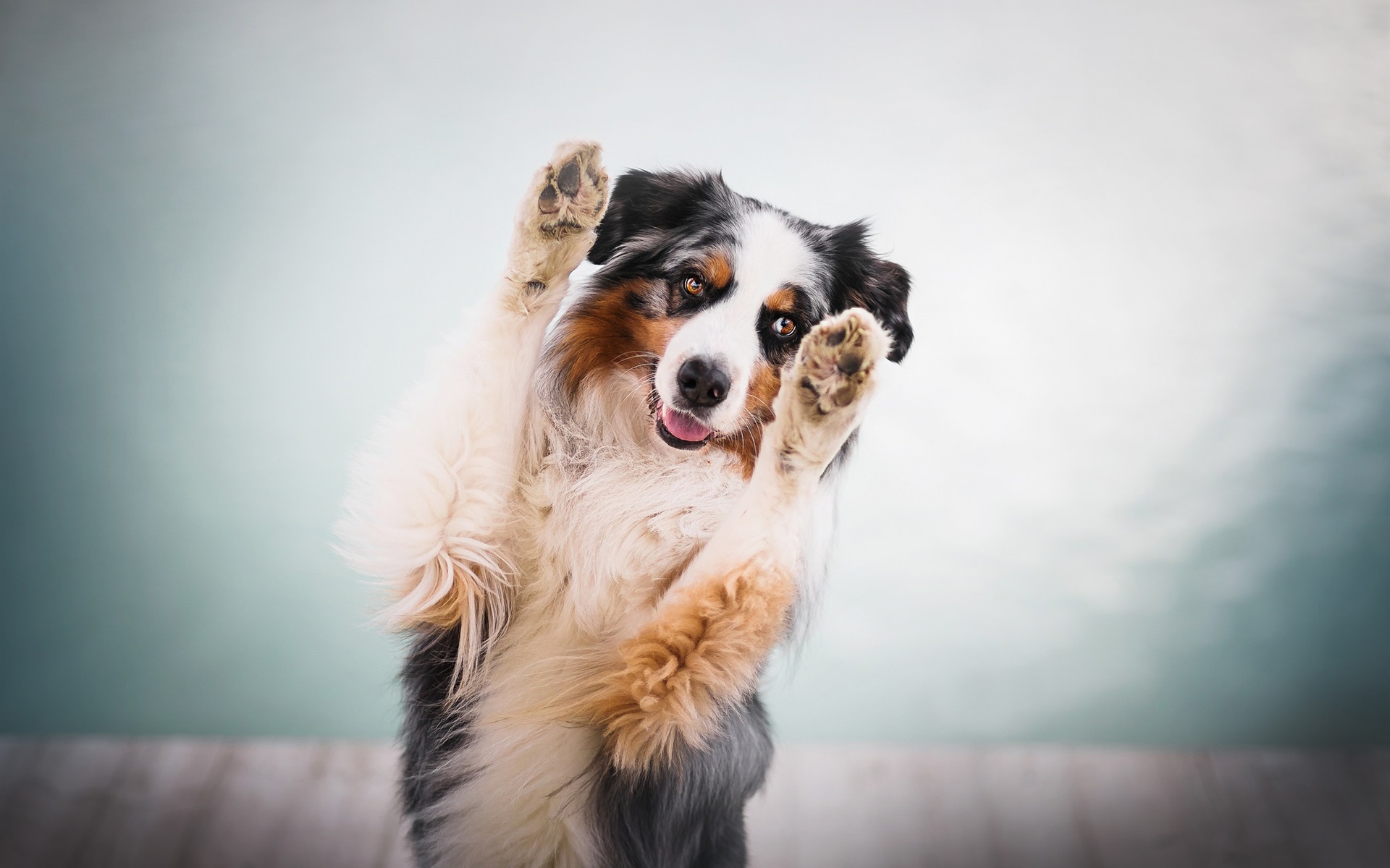 Mini Aussie Wallpapers - Wallpaper Cave