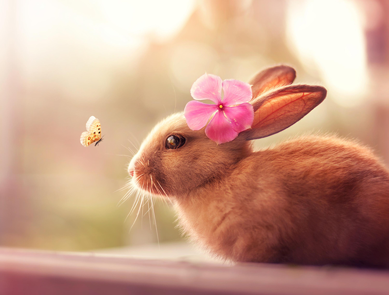 Bunny With Butterfly Wallpapers - Wallpaper Cave