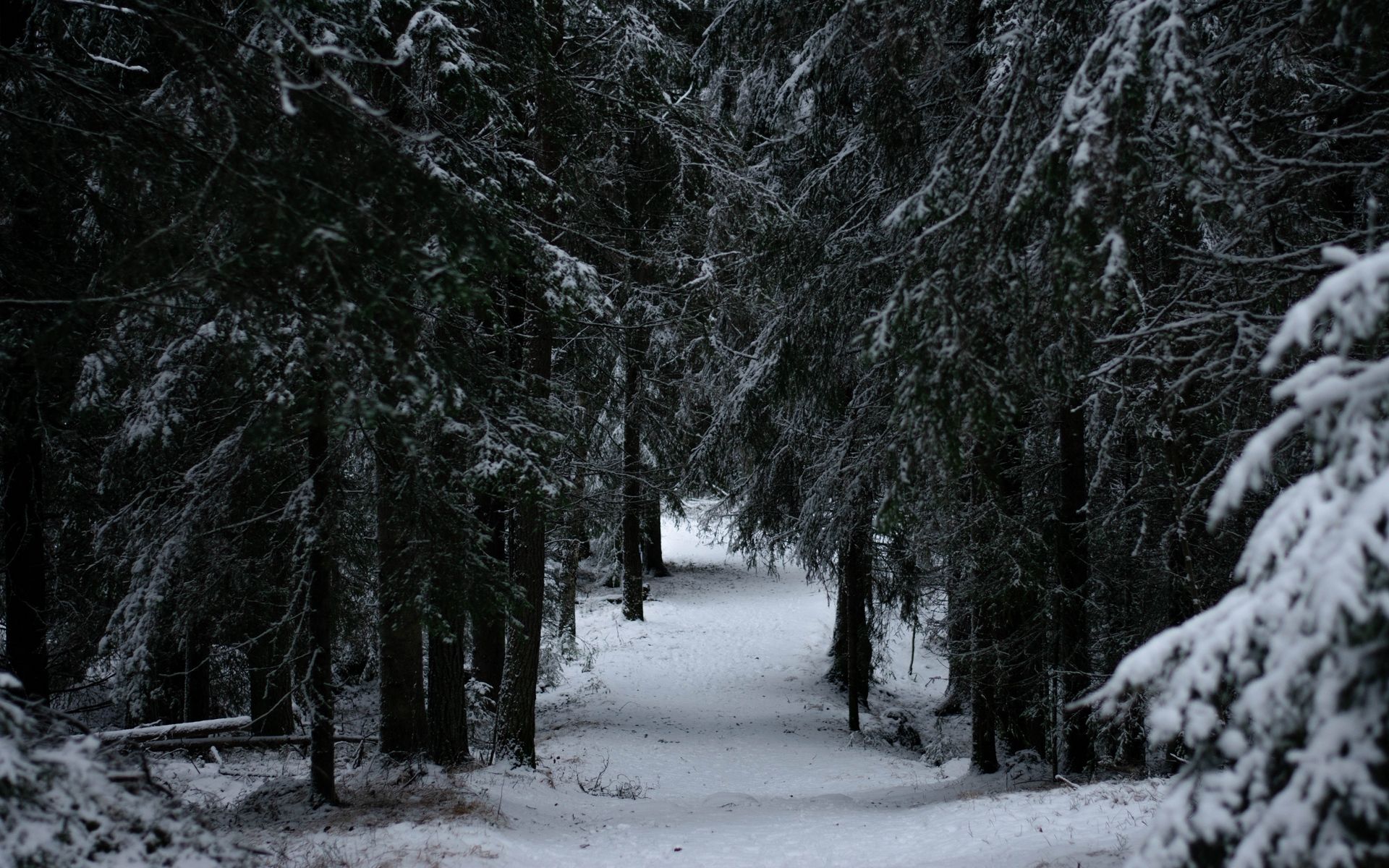 Desktop Winter Forest Wallpapers - Wallpaper Cave