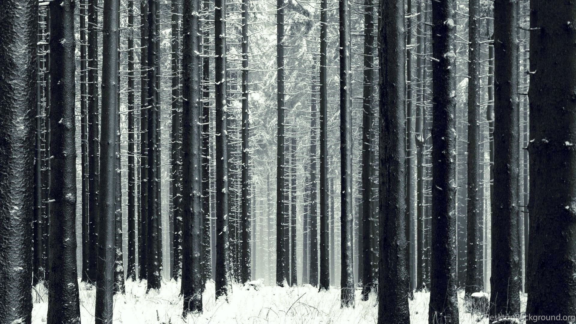 Desktop Winter Forest Wallpapers - Wallpaper Cave