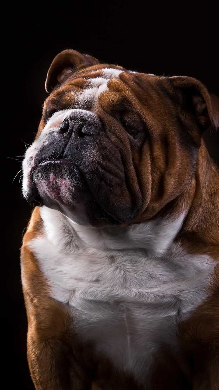 Muscular Bulldogs Wallpapers - Wallpaper Cave