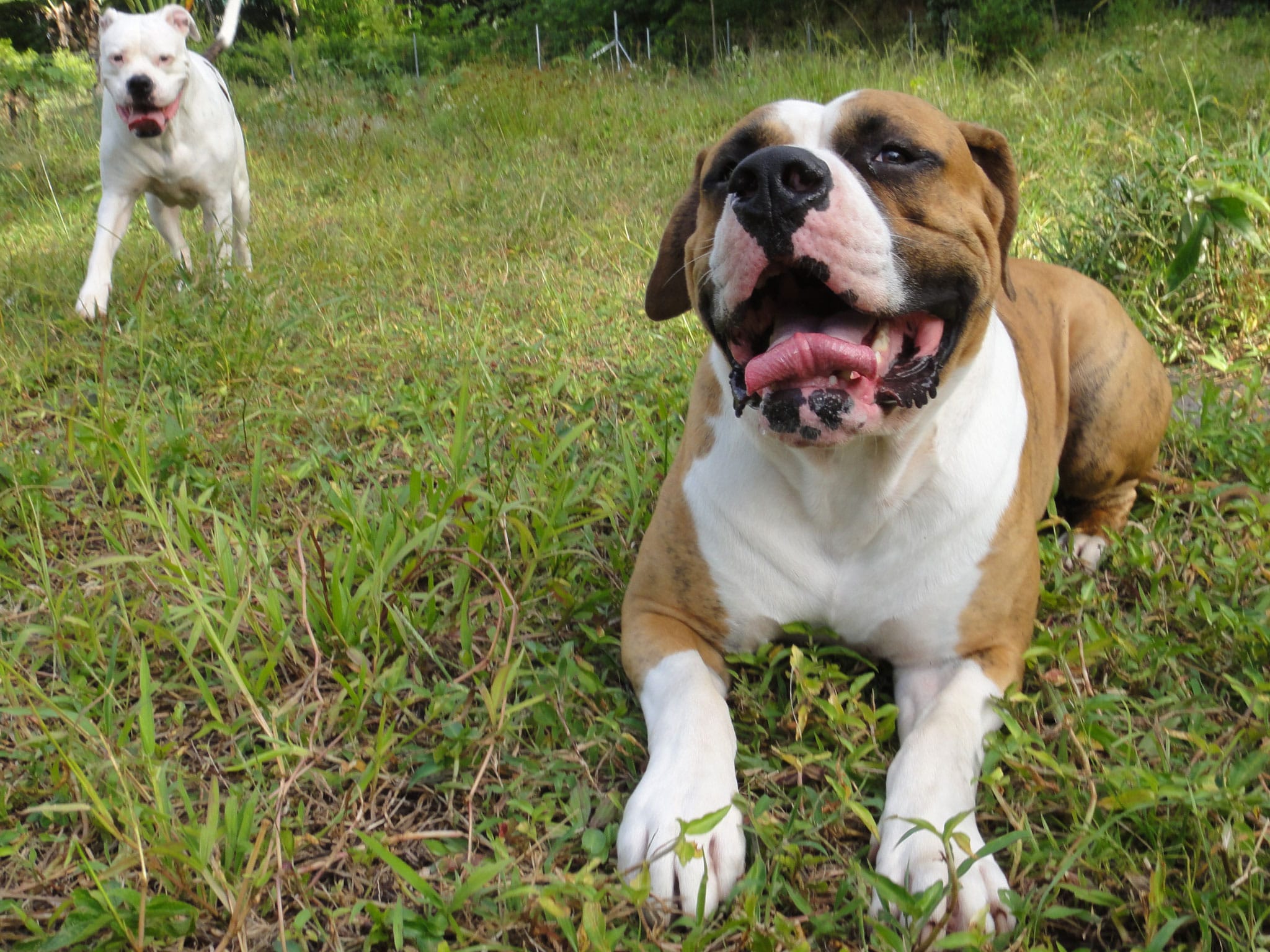 Muscular Bulldogs Wallpapers - Wallpaper Cave