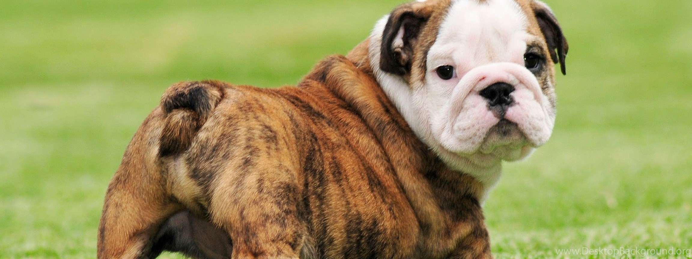 Muscular Bulldogs Wallpapers - Wallpaper Cave