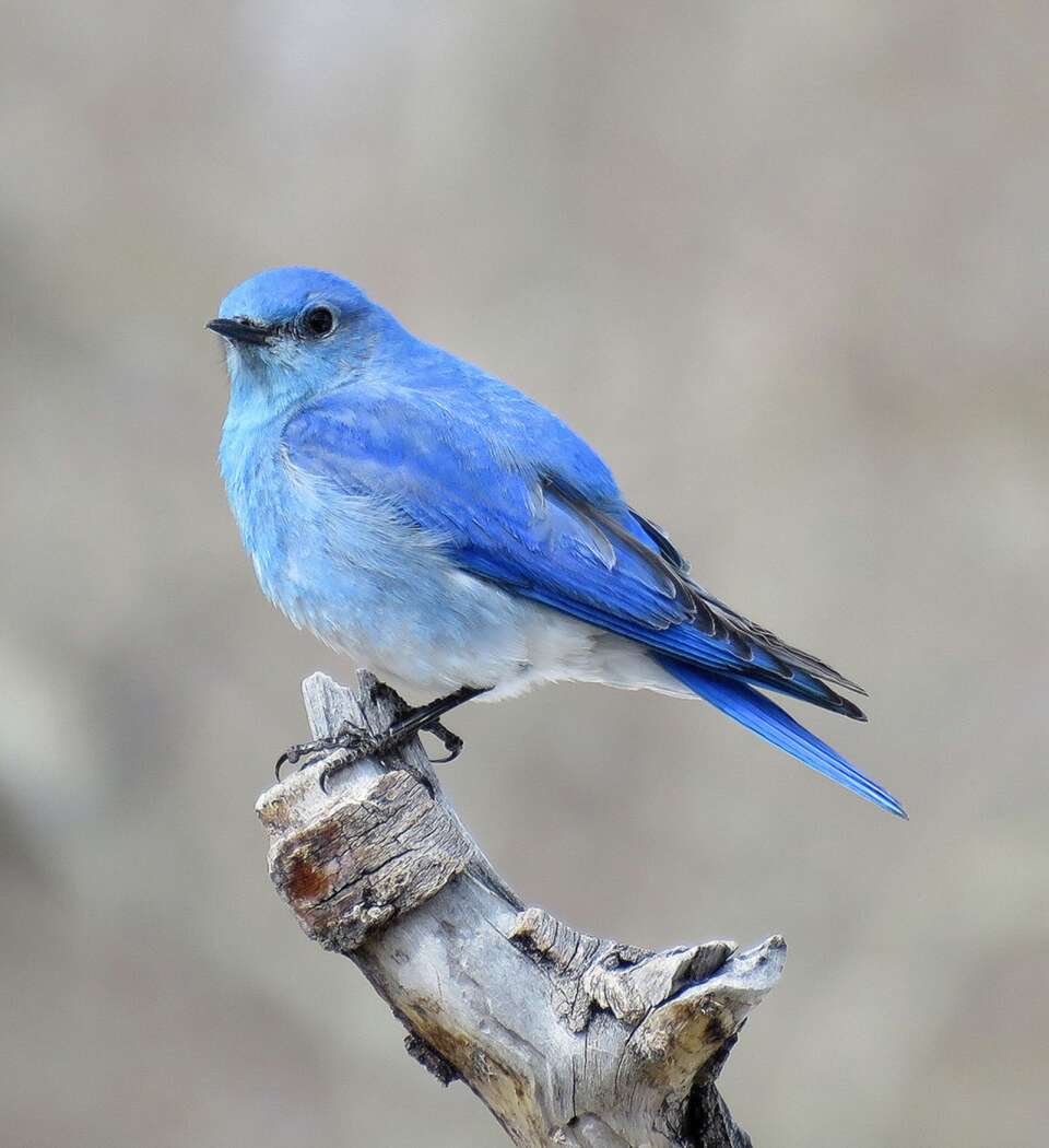 Mountain Bluebird Wallpapers - Wallpaper Cave