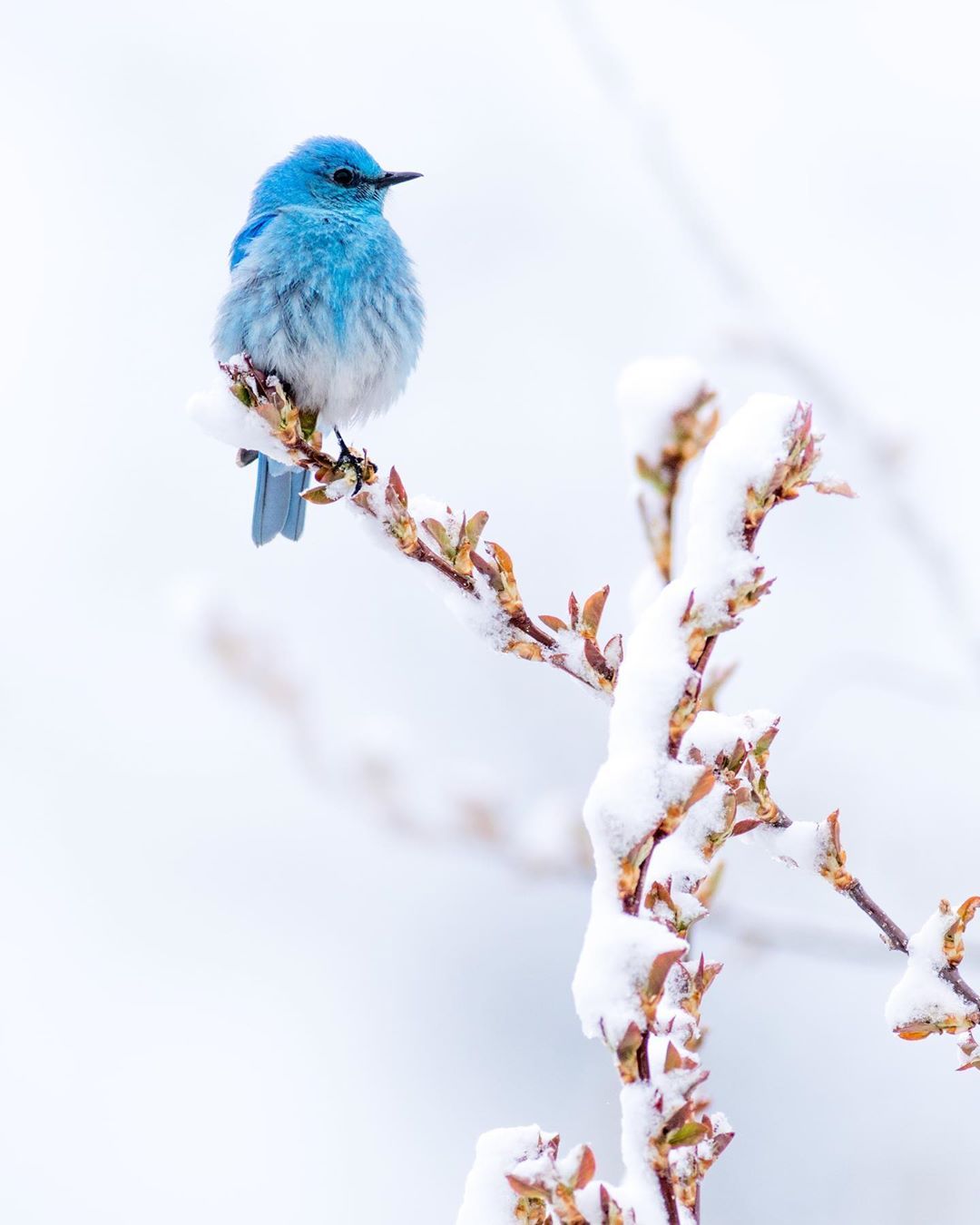 Beautiful Blue Birds