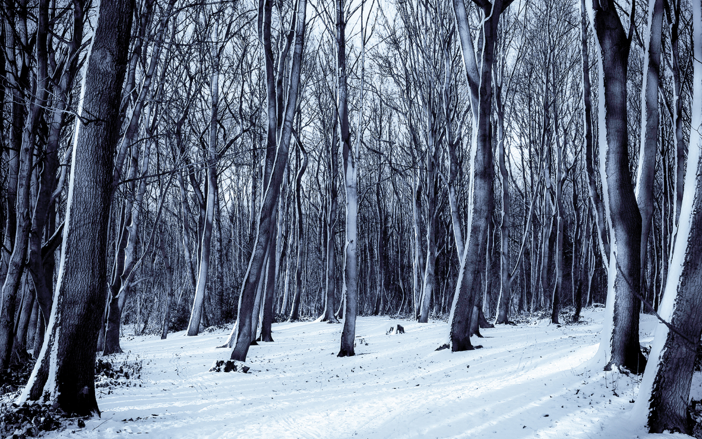 Winter Forest Scenery Wallpapers - Wallpaper Cave