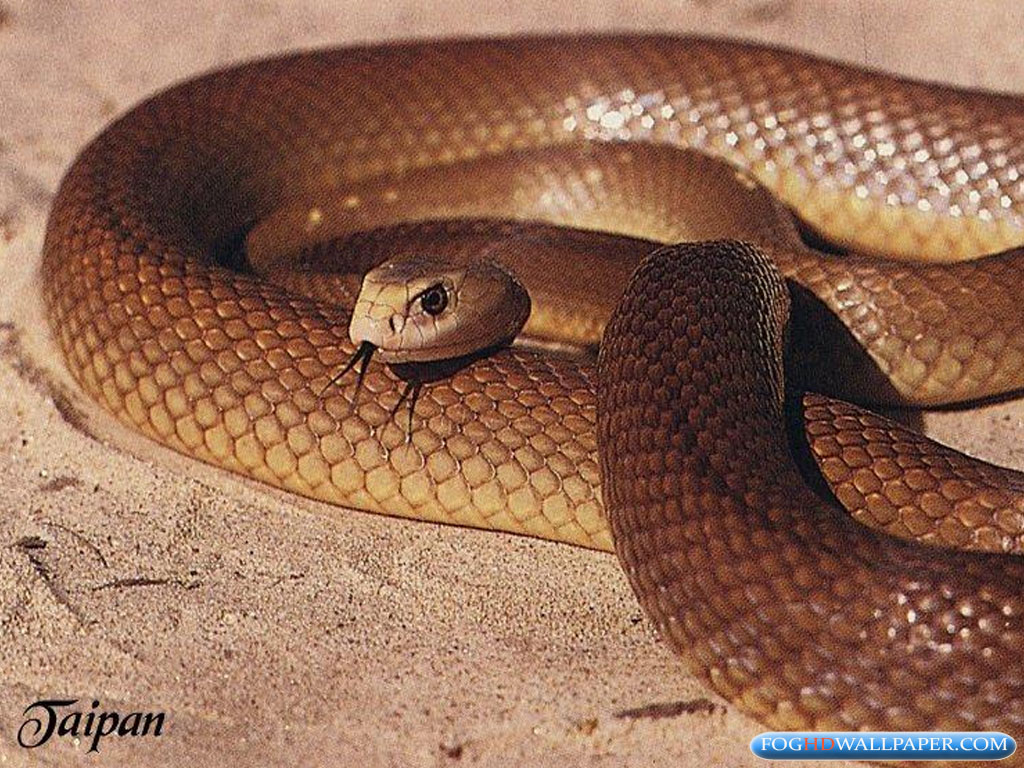 Taipan Wallpapers - Wallpaper Cave