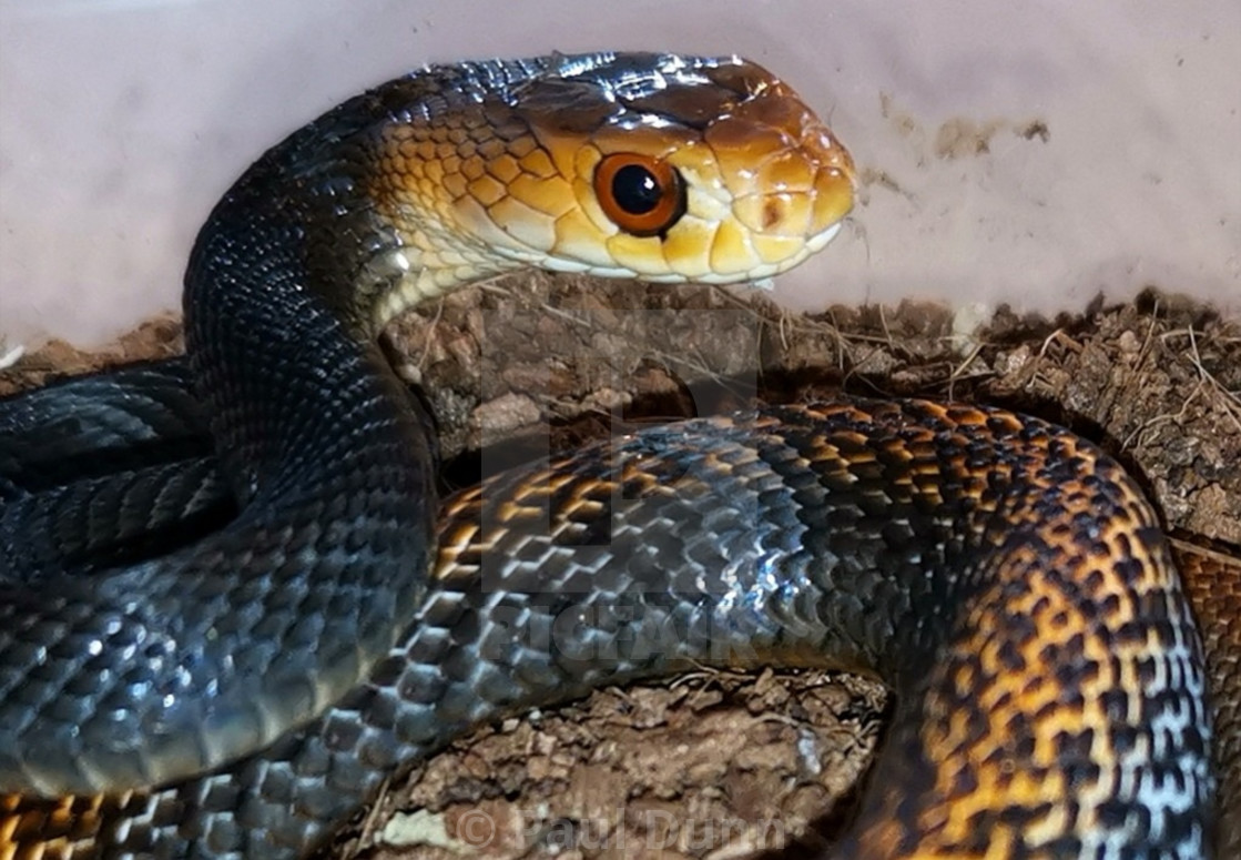 Taipan Wallpapers - Wallpaper Cave