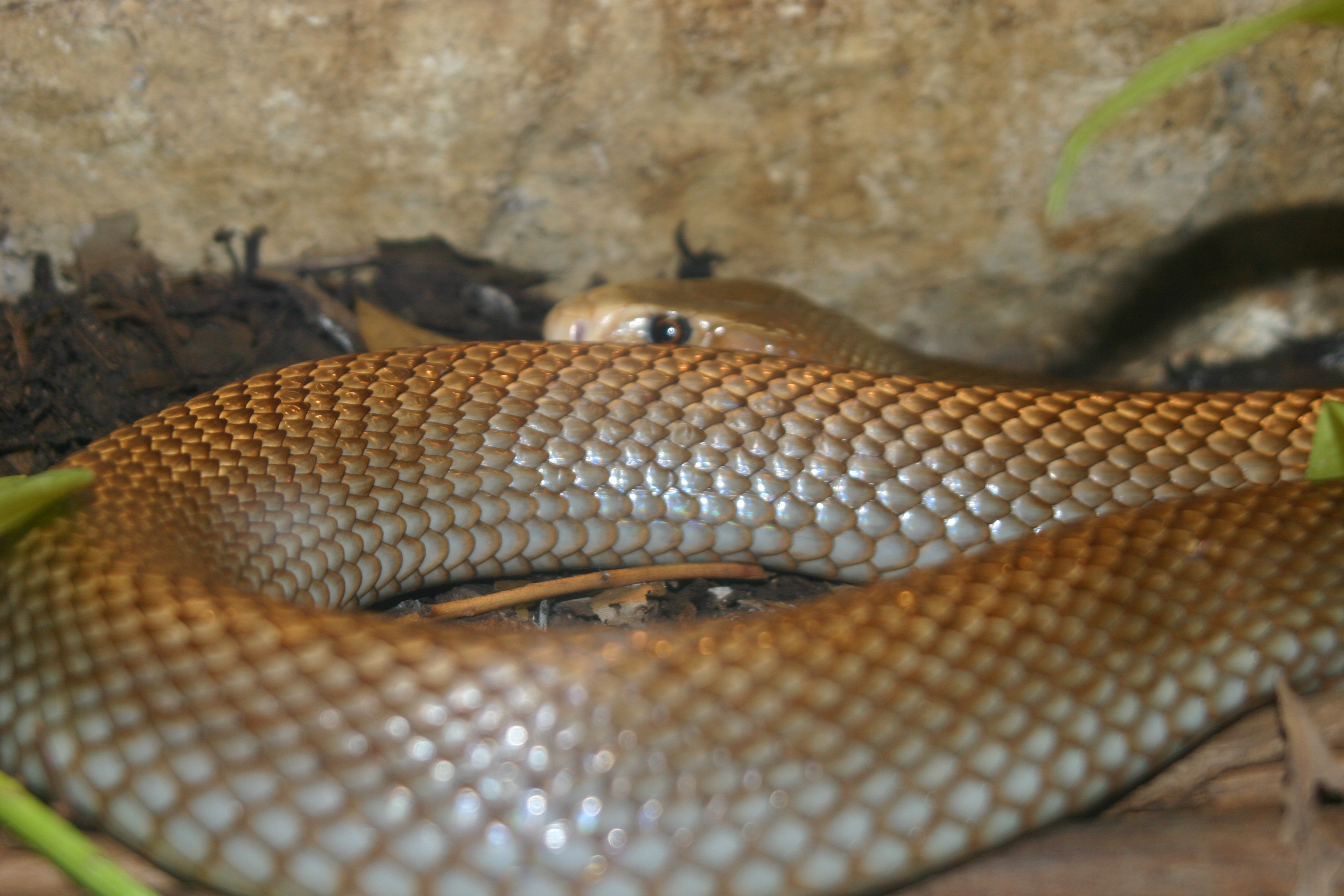 Taipan Wallpapers - Wallpaper Cave