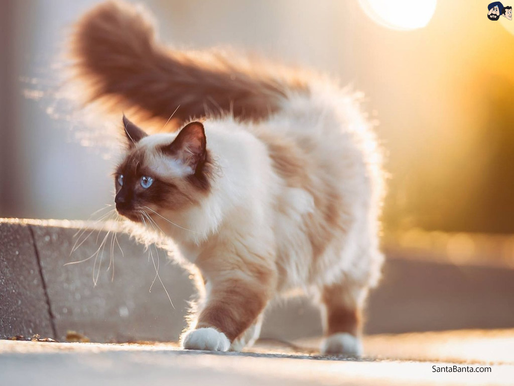Birman Wallpapers - Wallpaper Cave