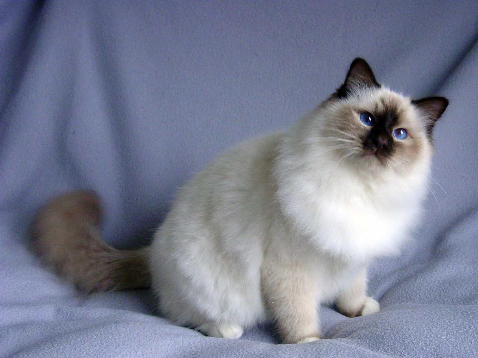 Birman Wallpapers - Wallpaper Cave