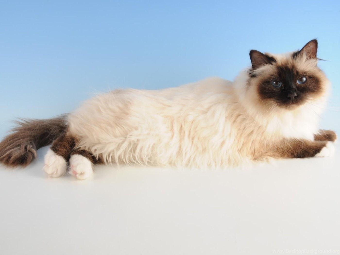 Birman Wallpapers - Wallpaper Cave