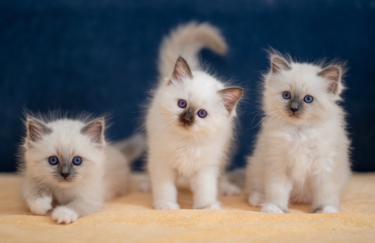 Birman Wallpapers - Wallpaper Cave