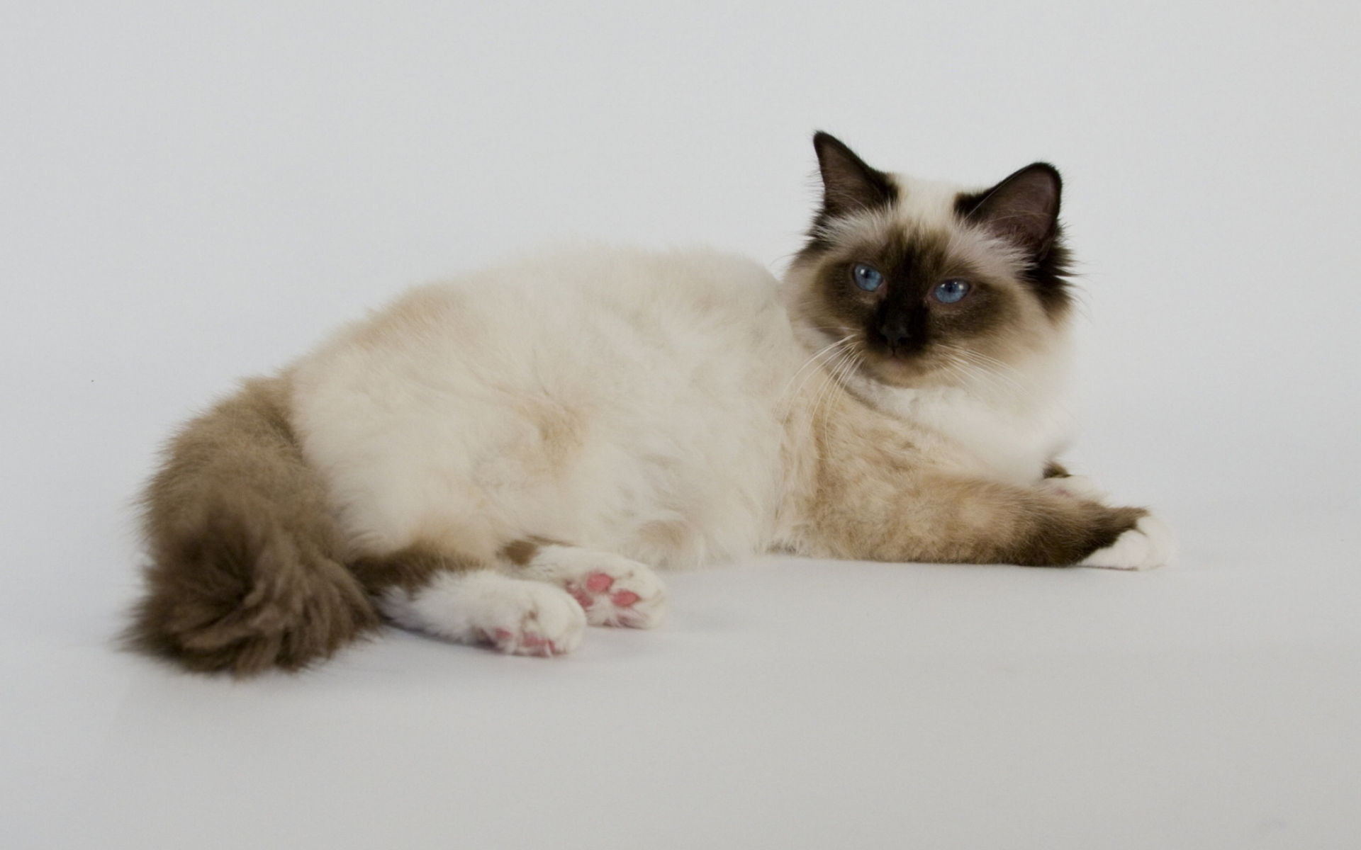 Birman Wallpapers - Wallpaper Cave