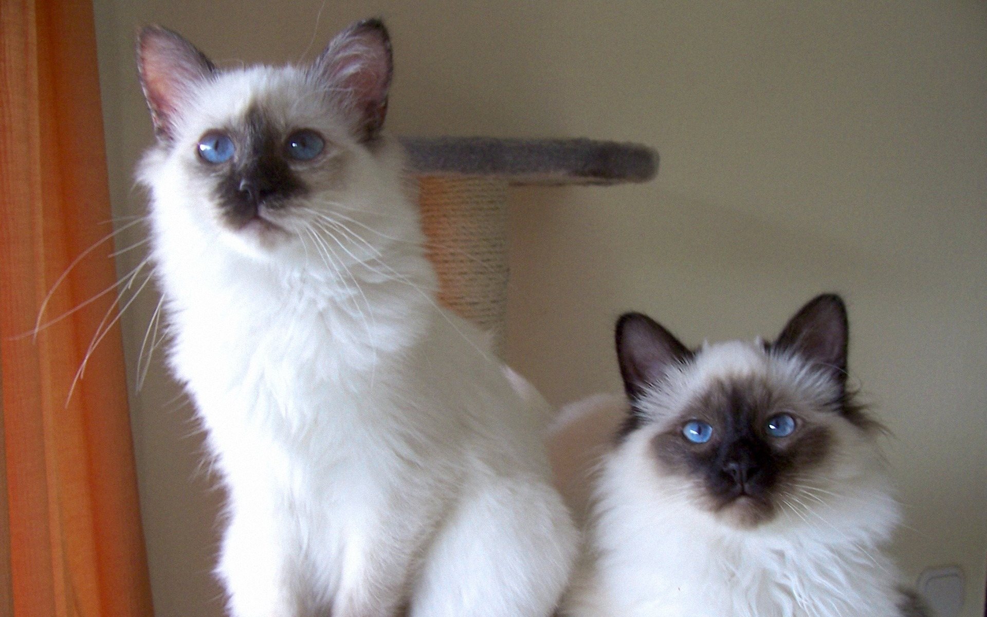 Birman Wallpapers - Wallpaper Cave