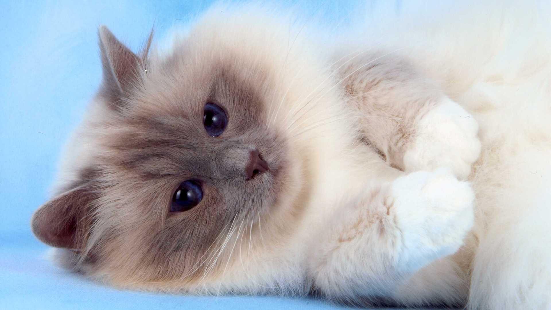 Birman Wallpapers - Wallpaper Cave