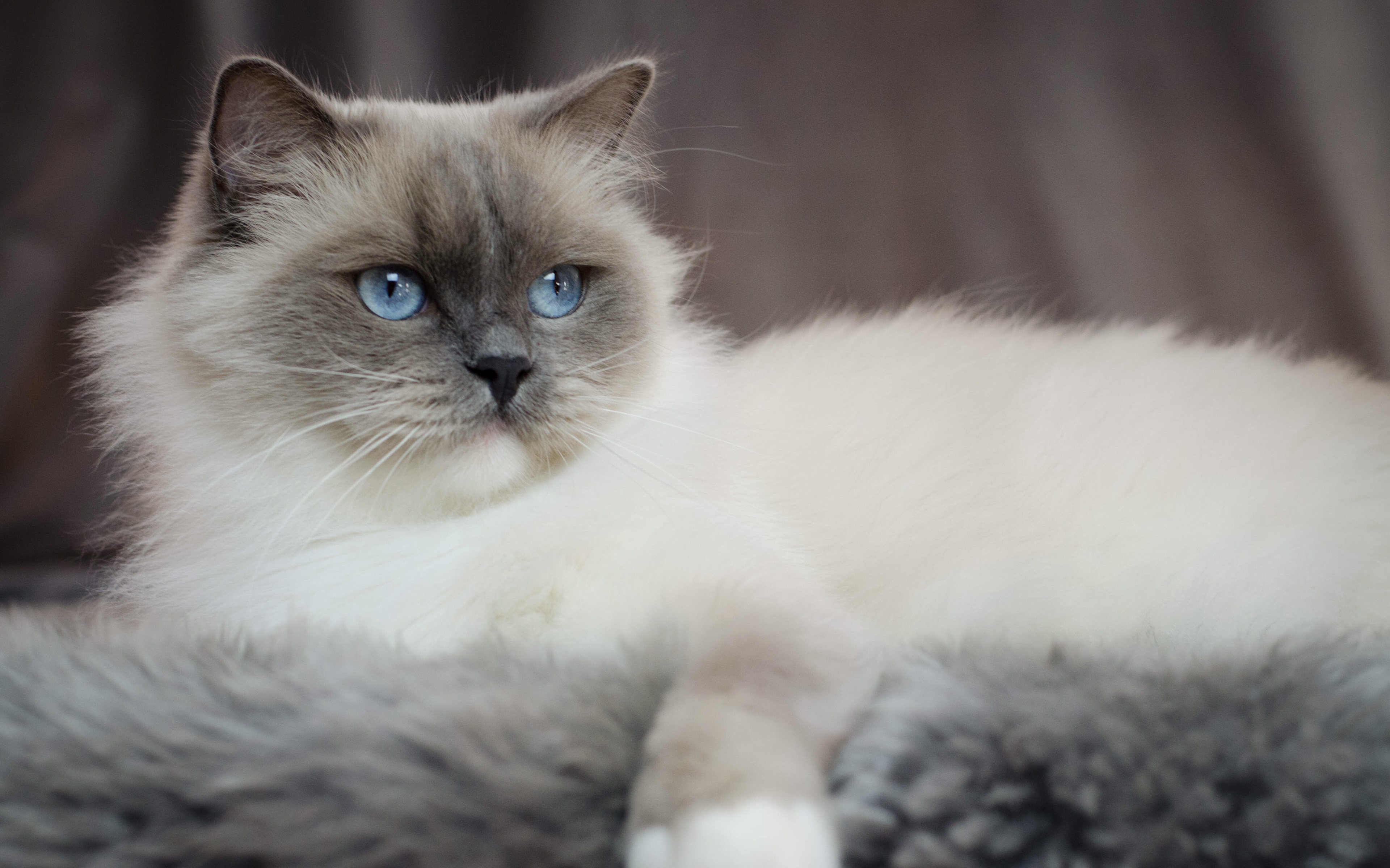 Birman Wallpapers - Wallpaper Cave