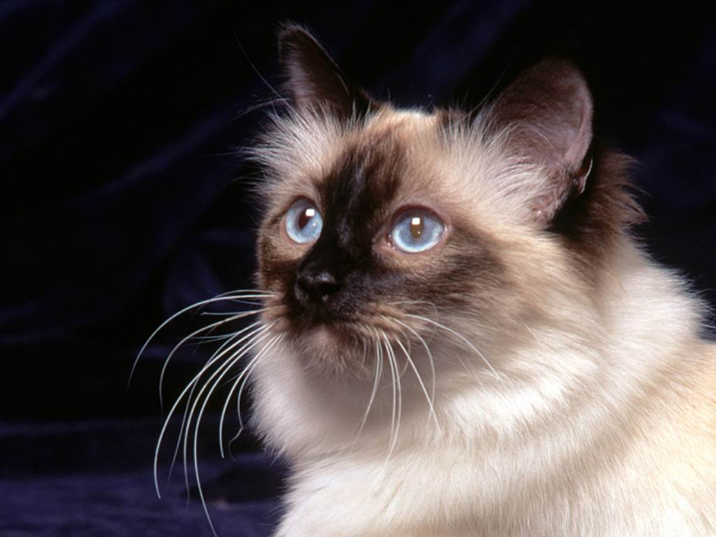 Birman Wallpapers - Wallpaper Cave
