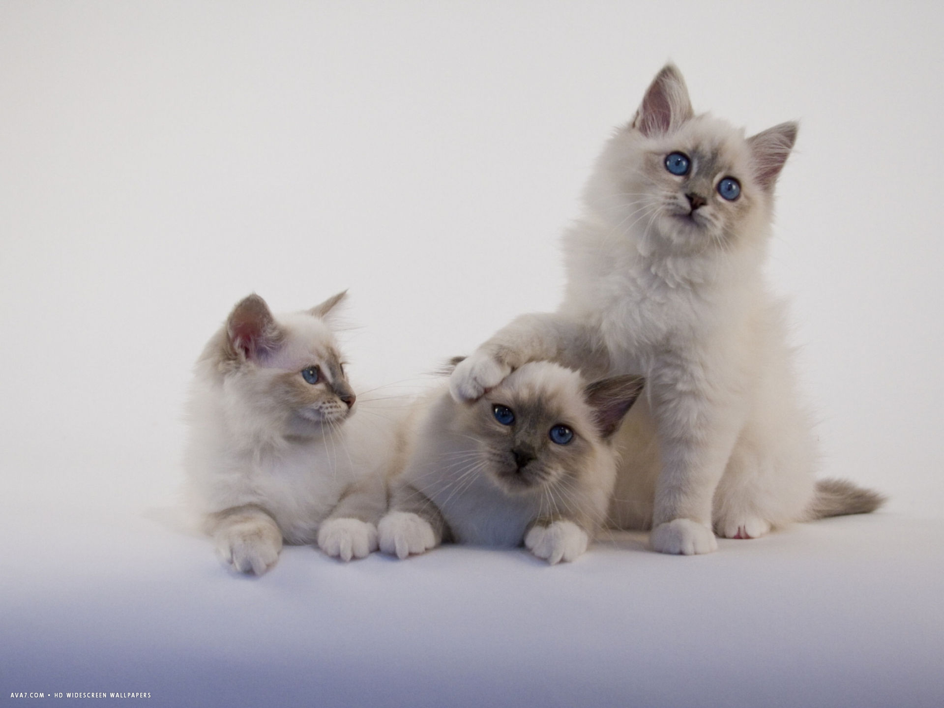 Birman Wallpapers - Wallpaper Cave