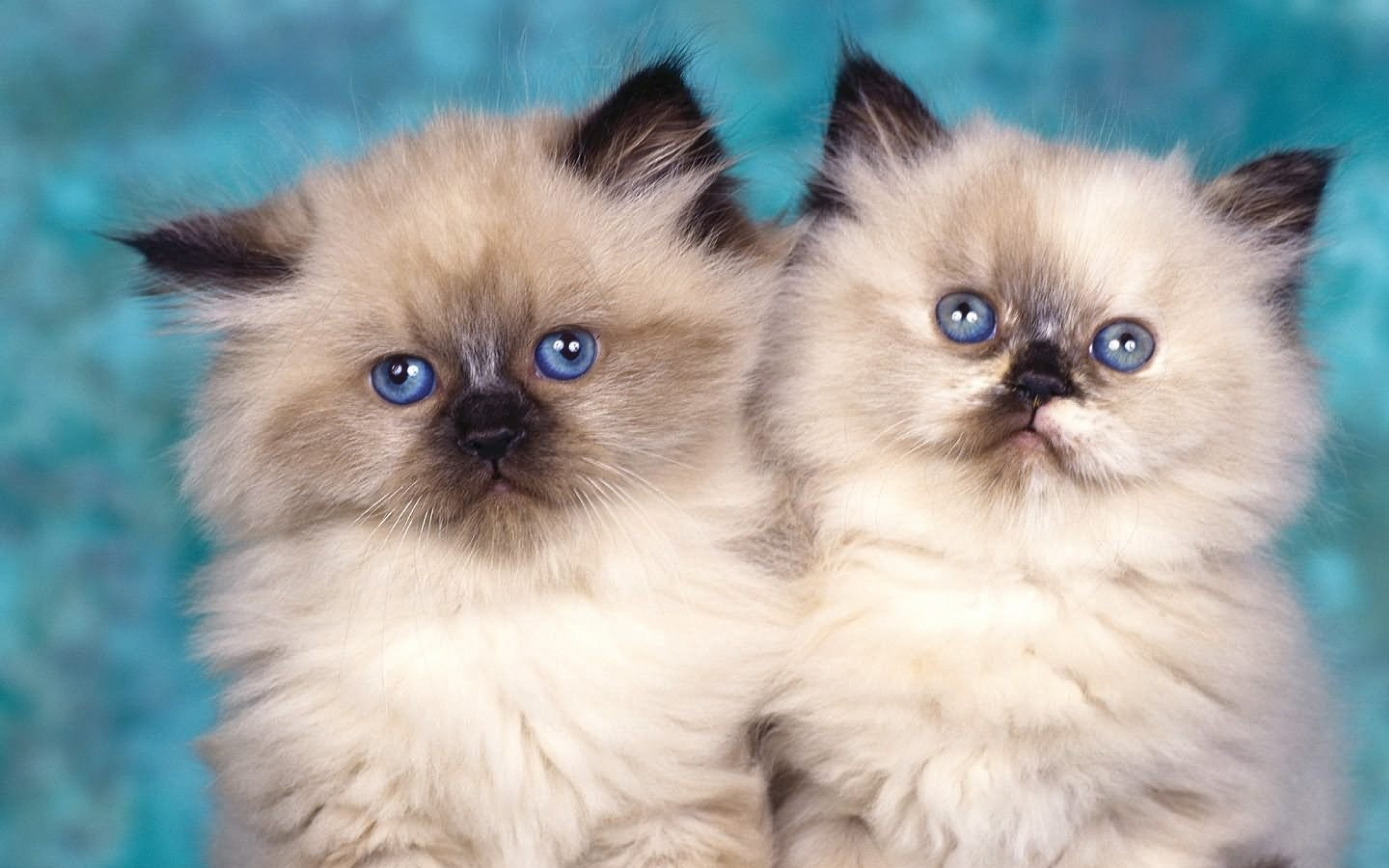 Birman Wallpapers - Wallpaper Cave