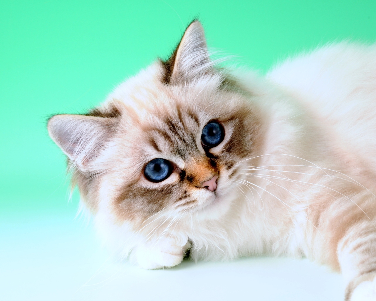 Birman Wallpapers - Wallpaper Cave