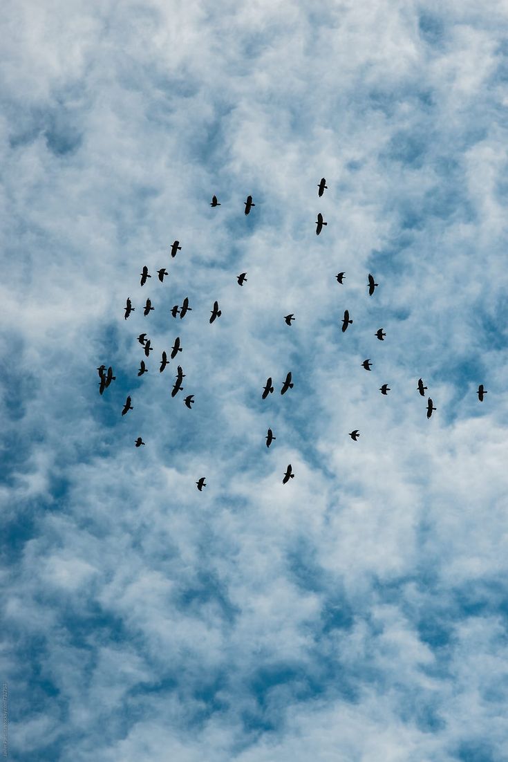 Birds In Sky Wallpapers - Wallpaper Cave