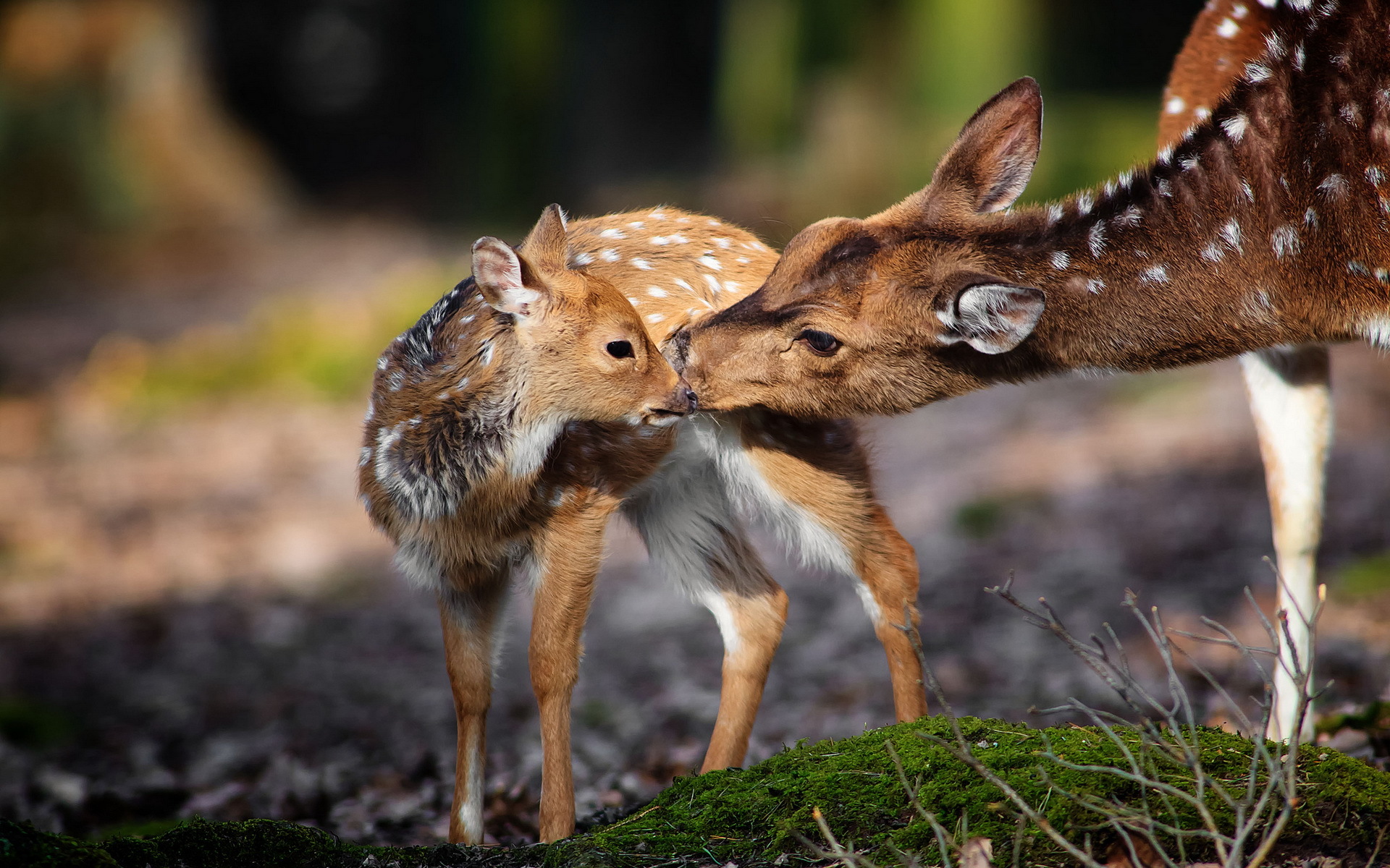 Cute Baby Deer Wallpapers - Wallpaper Cave