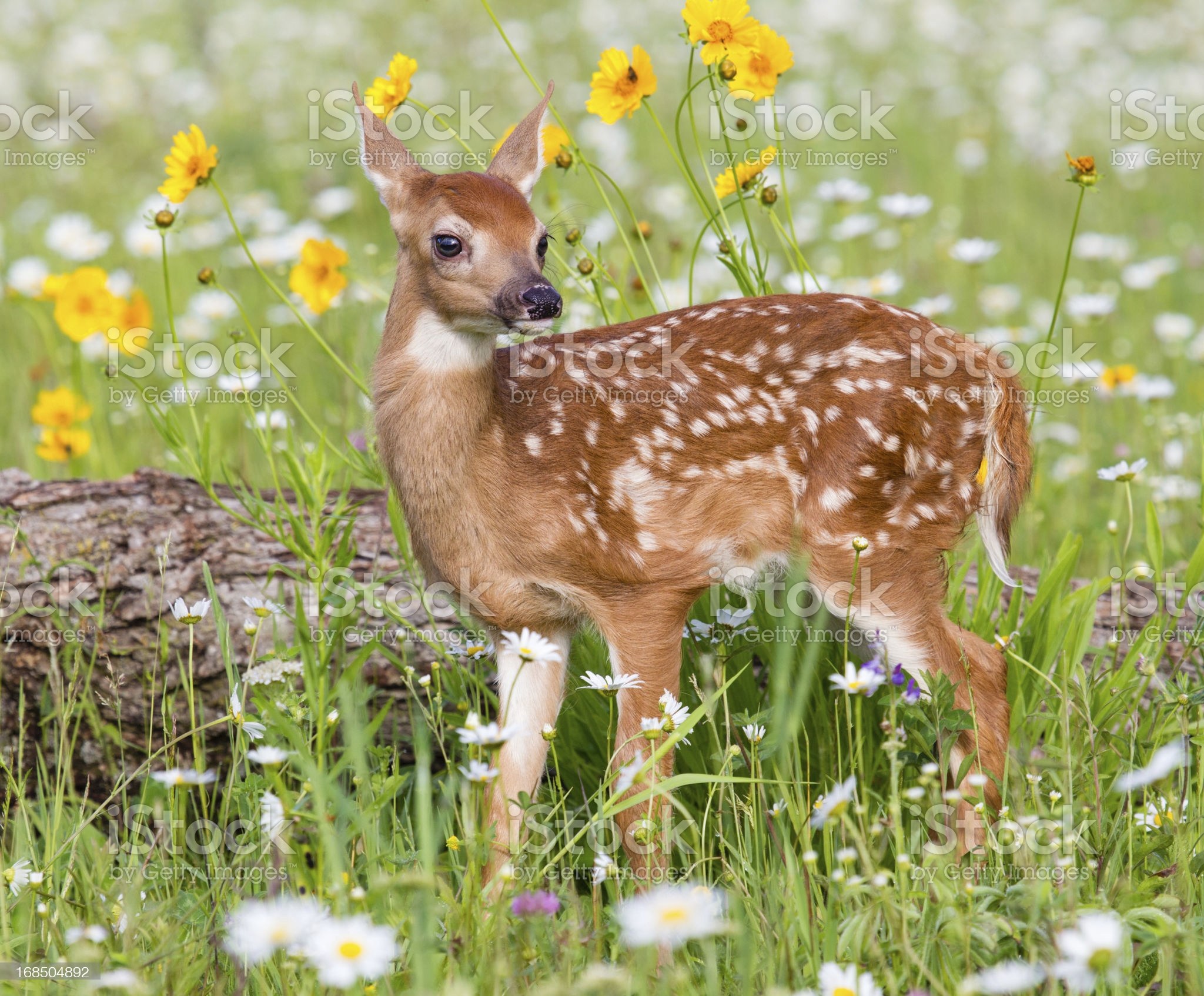 Cute Baby Deer Wallpapers - Wallpaper Cave